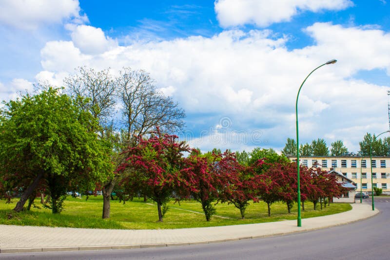 Alley with Beautiful Red Flowering Trees. Background. Stock Photo ...