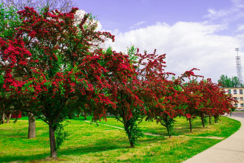 Alley with Beautiful Red Flowering Trees. Background. Stock Image ...