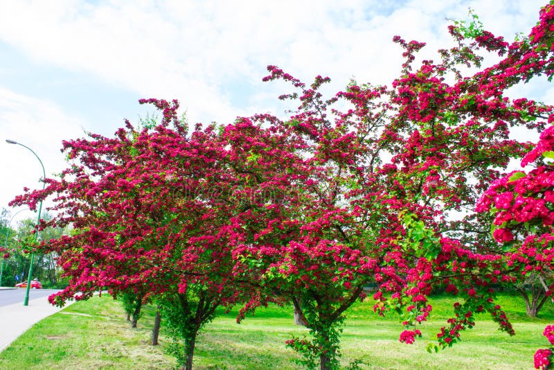 Alley with Beautiful Red Flowering Trees. Background. Stock Image ...