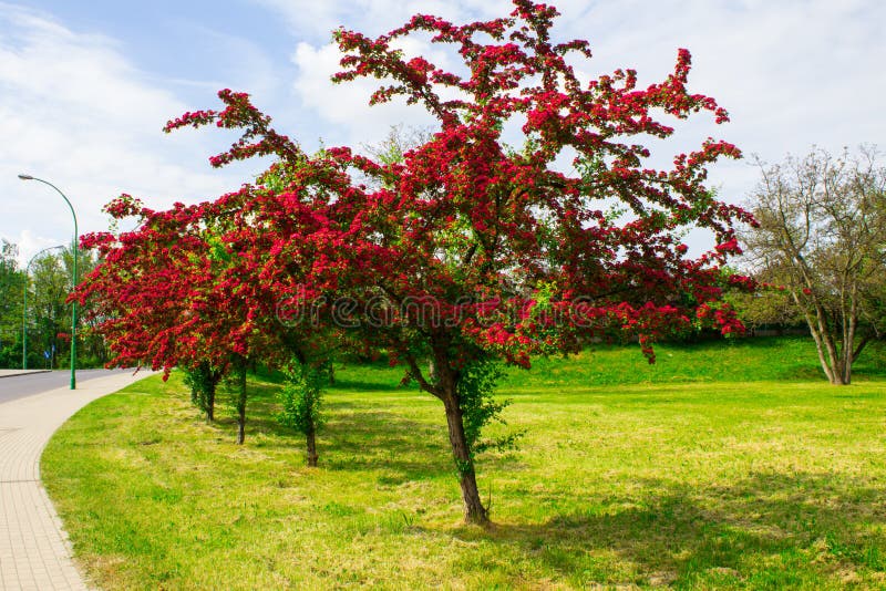 Alley with Beautiful Red Flowering Trees. Background. Stock Image ...