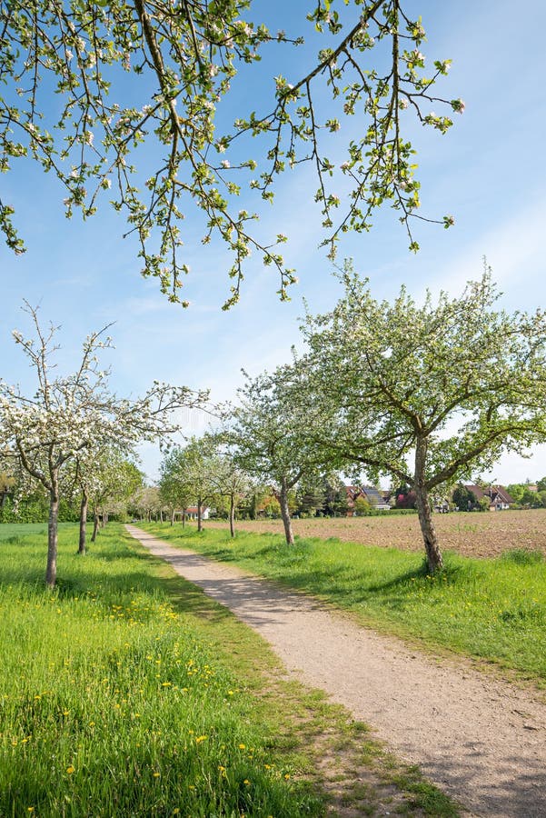 Alley with Blooming Apple Trees at Springtime and Branches Above Stock ...
