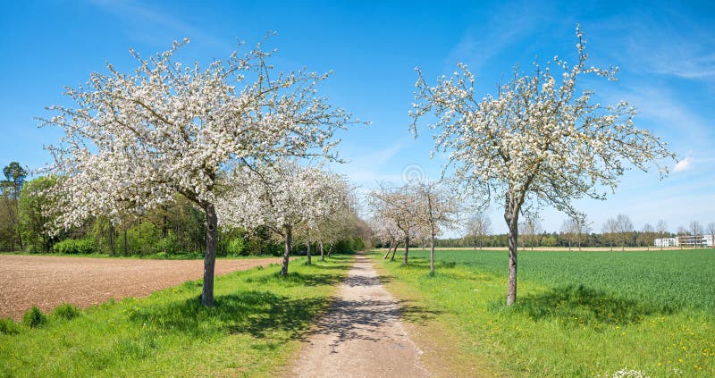 Walkway through Spring Scenery Stock Photo - Image of artistic, green ...