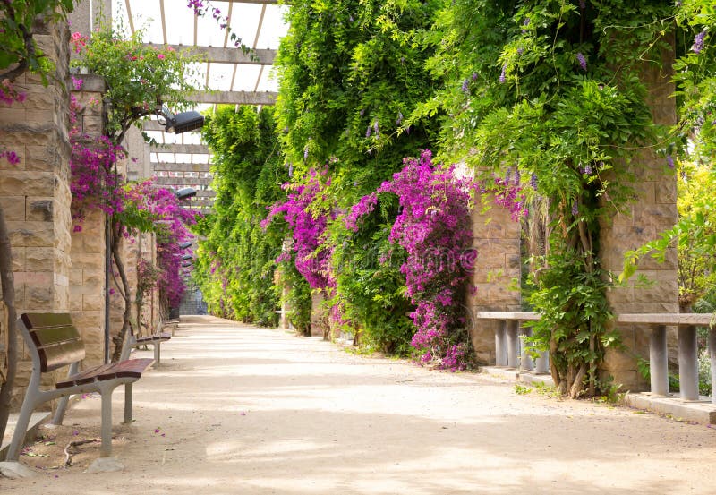 Alley with Flowers Pots in Spello, Umbria, Italy Stock Image - Image of ...