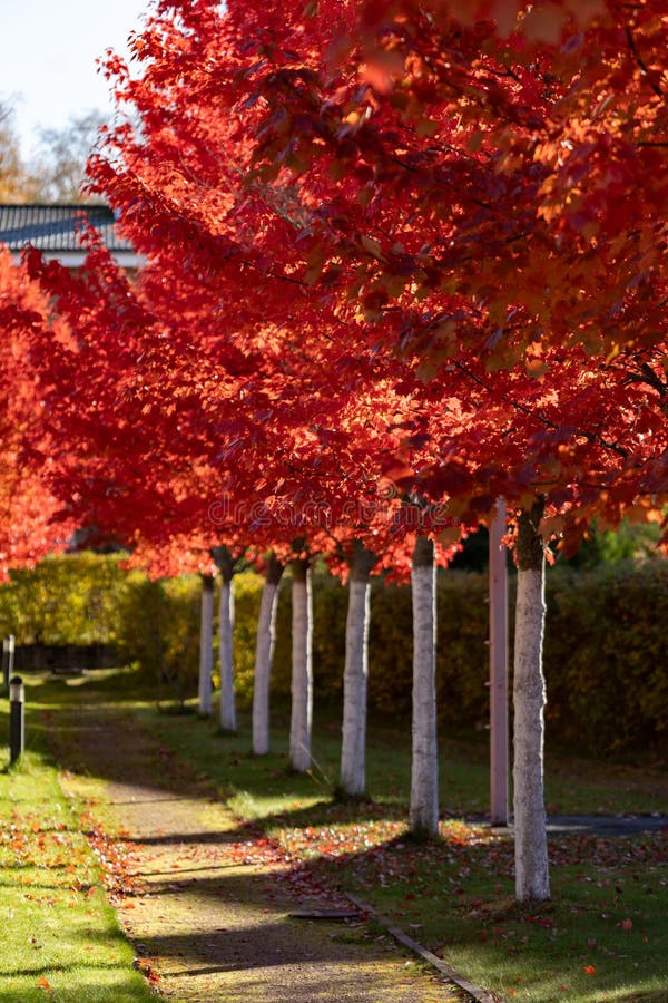 Alley Bright Red Young Maples Sunny Autumn Day Stock Photos - Free ...