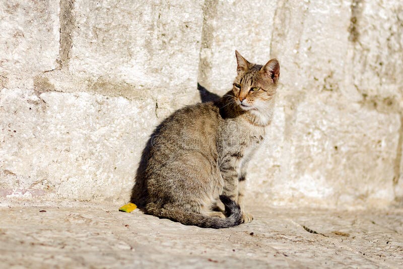 Alley cat stock photo. Image of fluffy, motionless, greek - 103487252