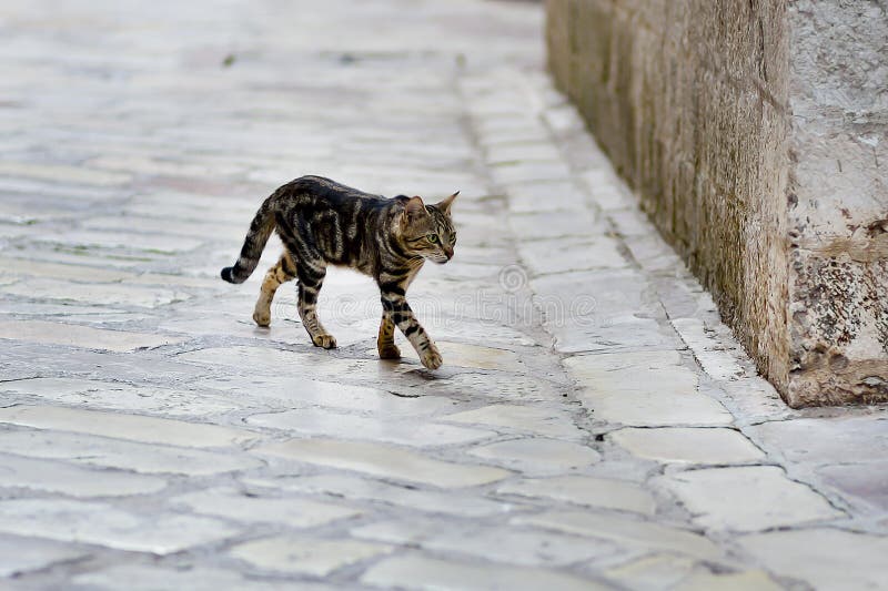 Alley cat stock image. Image of domestic, meow, island - 103486837