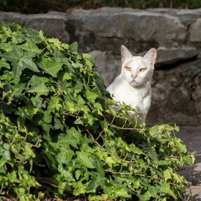 An Alley Cat Hiding Behind a Bush Stock Image - Image of white, green ...