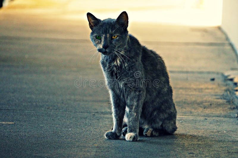 Alley cat stock image. Image of help, kitten, grey, animals - 52212629