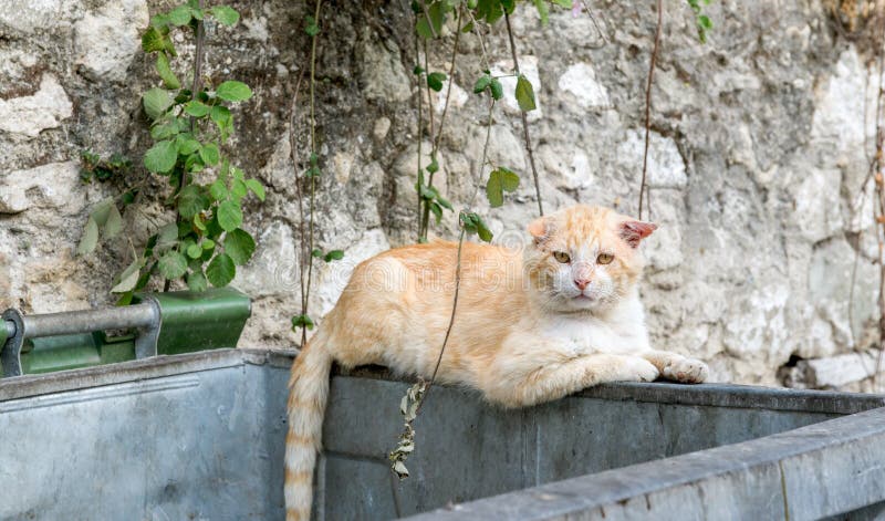 Alley Cat stock photo. Image of slum, moggy, animal, fighter - 40865042