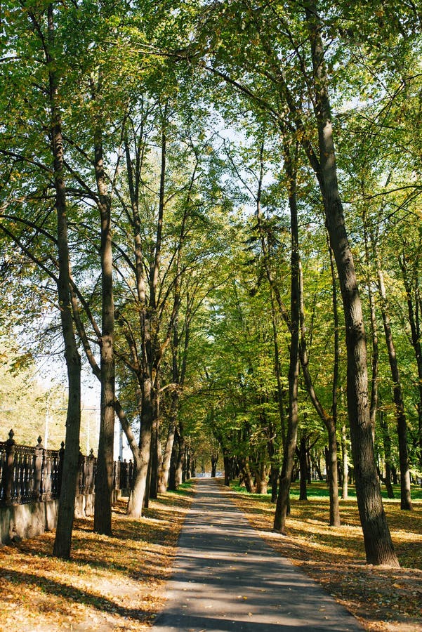 Alley in the Park with Green Trees Stock Photo - Image of lined, green ...