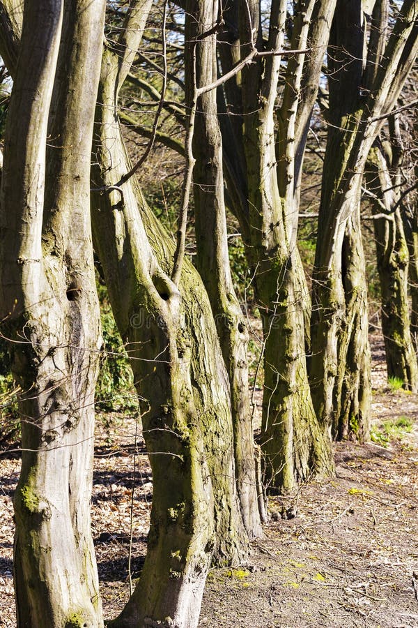 Alley Created Trunks Tall Trees Stock Photos - Free & Royalty-Free ...
