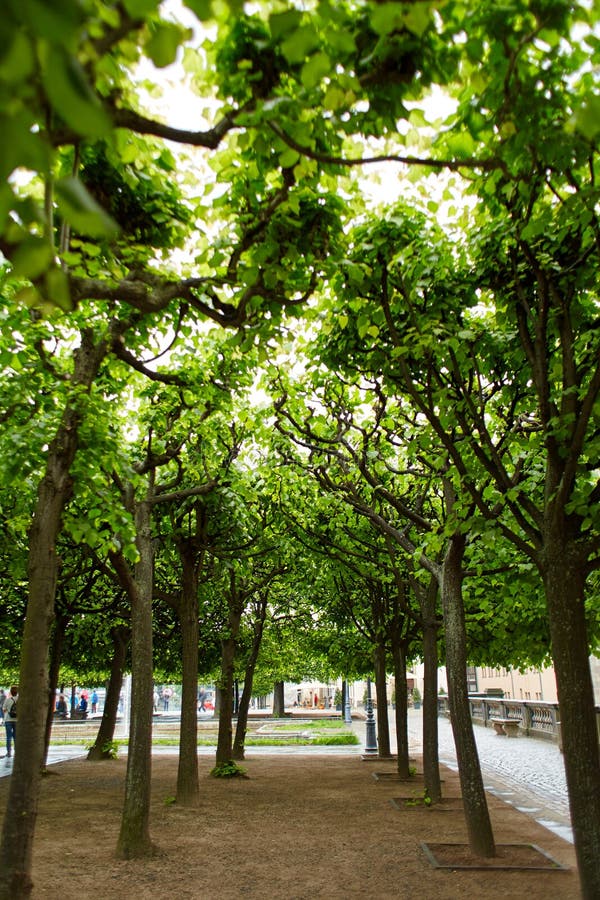 Alley of Evenly Planted Rows of Trees in the City Stock Photo - Image ...