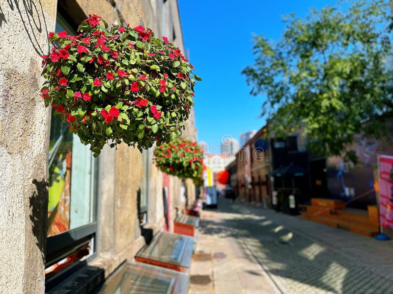 Alley with Flowering Plants on the Side Stock Photo - Image of garden ...