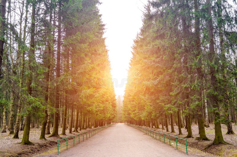 Alley Footpath in the Pine Forest. Tall Pine Trees Forest Landscape ...