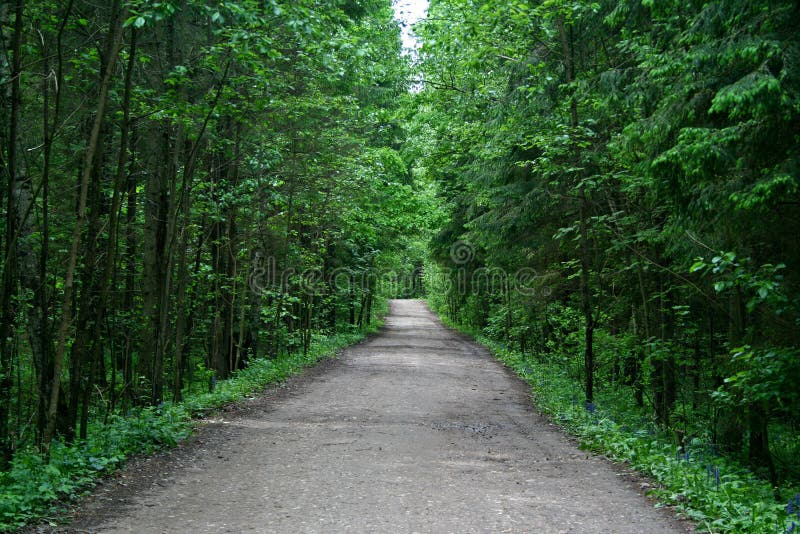 Alley in the forest stock photo. Image of smooth, birch - 10862242