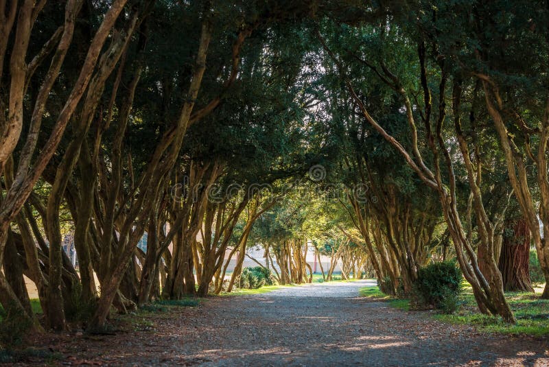 Alley in Form of Arch from Green Trees with Pathway in Park Stock Image ...