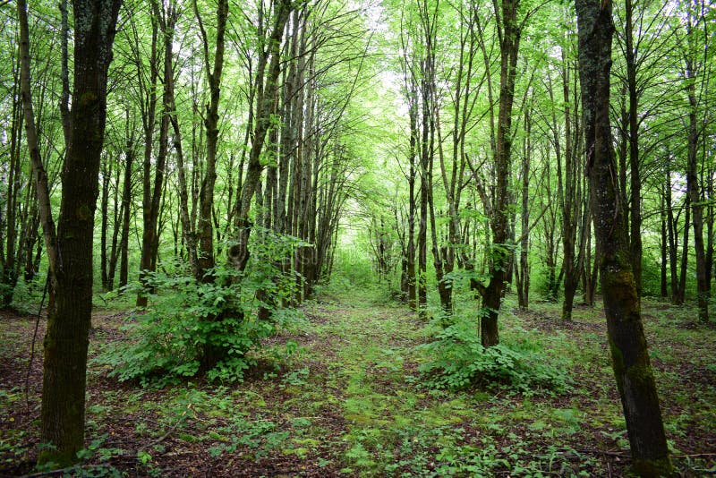 Alley in a Lime Grove. Deciduous Forest. Green Grass Stock Photo ...