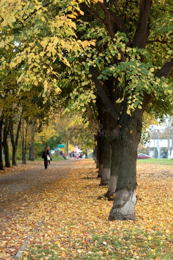Lime alley in fall stock image. Image of wood, dvur, leaf - 15574955