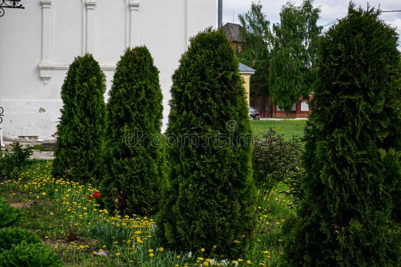 An Alley of Live Trees Along the Sidewalks in the Courtyards Stock ...