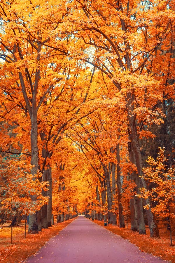 Alley of Orange-red Maples in the Park Walking Path in Perspective ...