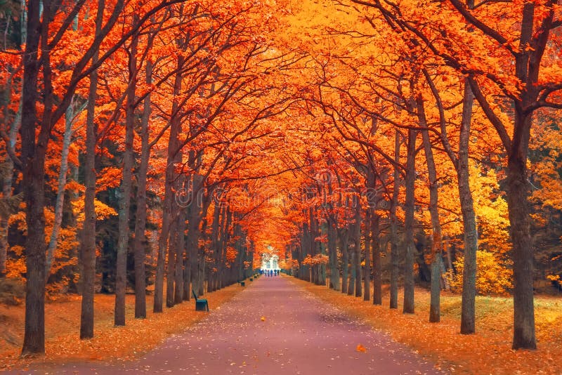 Alley of Orange-red Maples in the Park Walking Path in Perspective ...