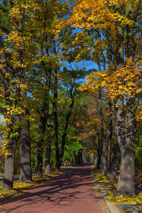 Alley park. stock image. Image of natural, yellow, park - 46111317