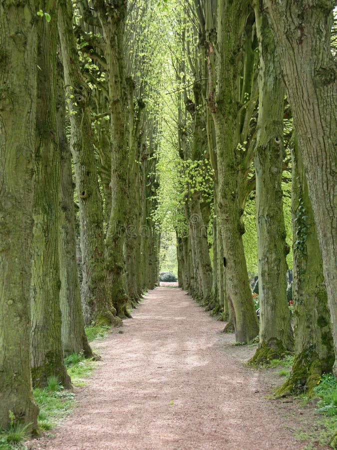 Alley in the park stock photo. Image of beautiful, landscape - 30963302