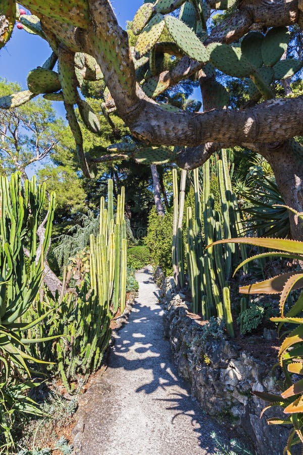 Alley in the park stock photo. Image of road, rural, nature - 63975244