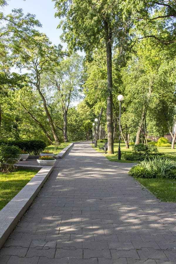 Alley in the Park on a Summer Morning Stock Photo - Image of footpath ...
