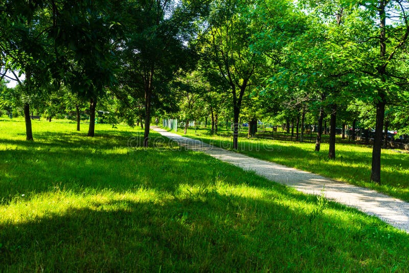 Alley in the Park - Summer Scenery Stock Image - Image of forest ...