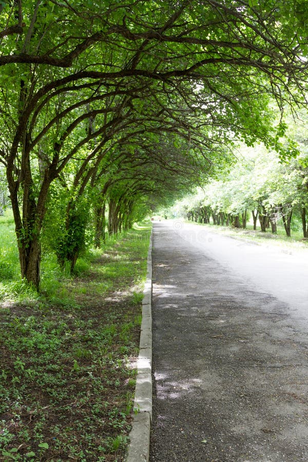 Alley in the Park among the Trees Stock Photo - Image of scene ...