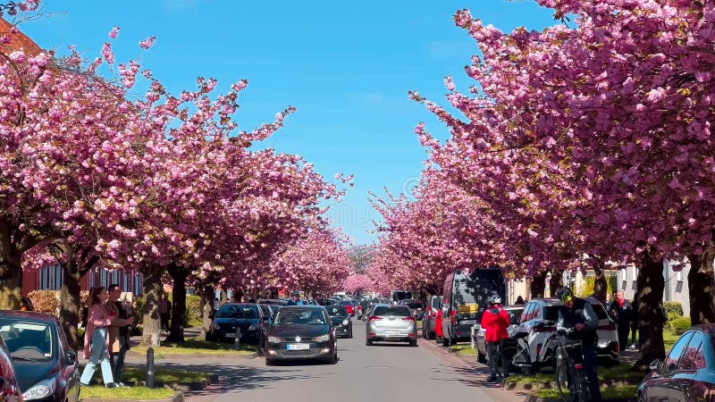 Japanese Pink Cherry Blossoms on the Streets of Bonn, Germany April 20 ...