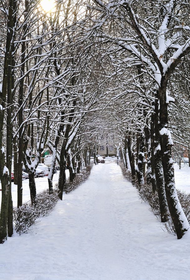 Alley in the Snow with the Sun Shining Stock Photo - Image of landscape ...