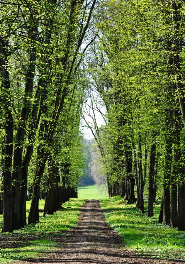 Path with Trees with Green Spring Leaves Stock Photo - Image of spring ...