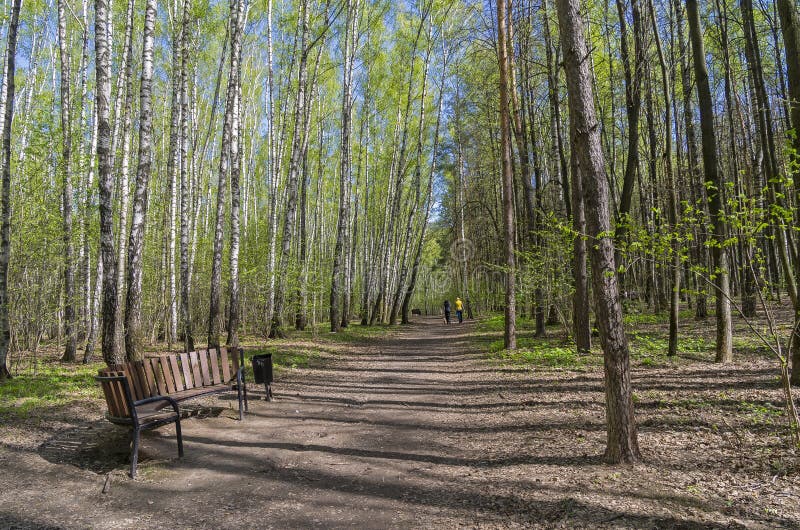 Alley in Spring Forest Park. Stock Image - Image of route, alley: 54157803