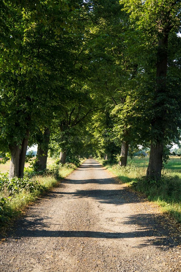 Alley in summer stock photo. Image of path, daylight - 29747856