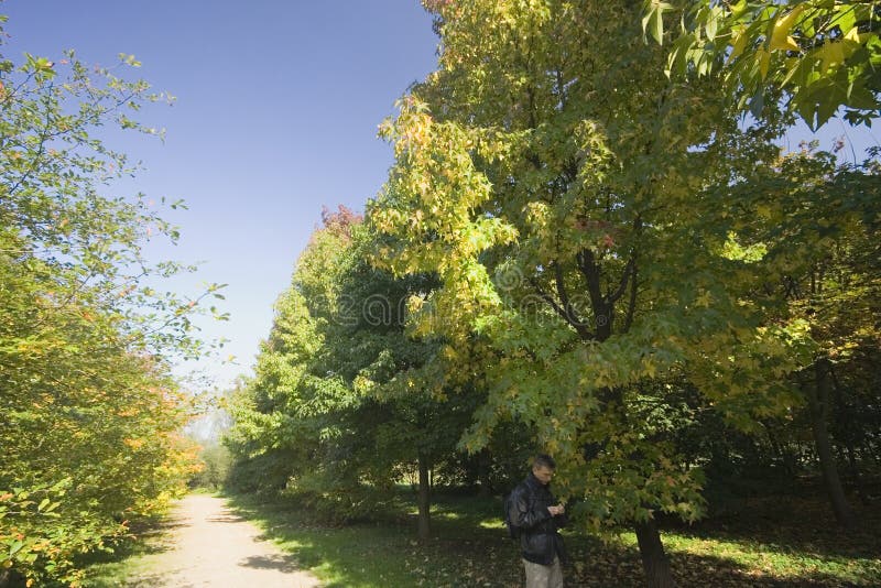Leaf View of Spring. Sweet Gum (Liquidambar Styraciflua) Stock Image ...