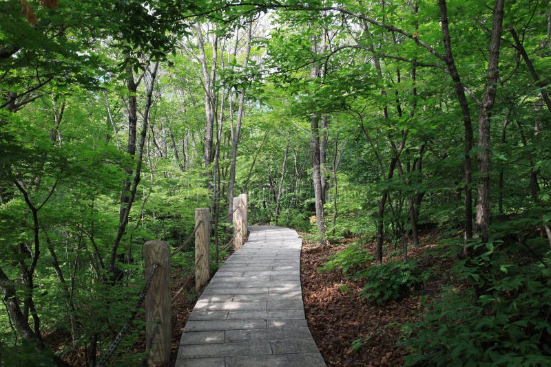 Alley Of Trees In An English Garden Stock Photo - Image of environment ...