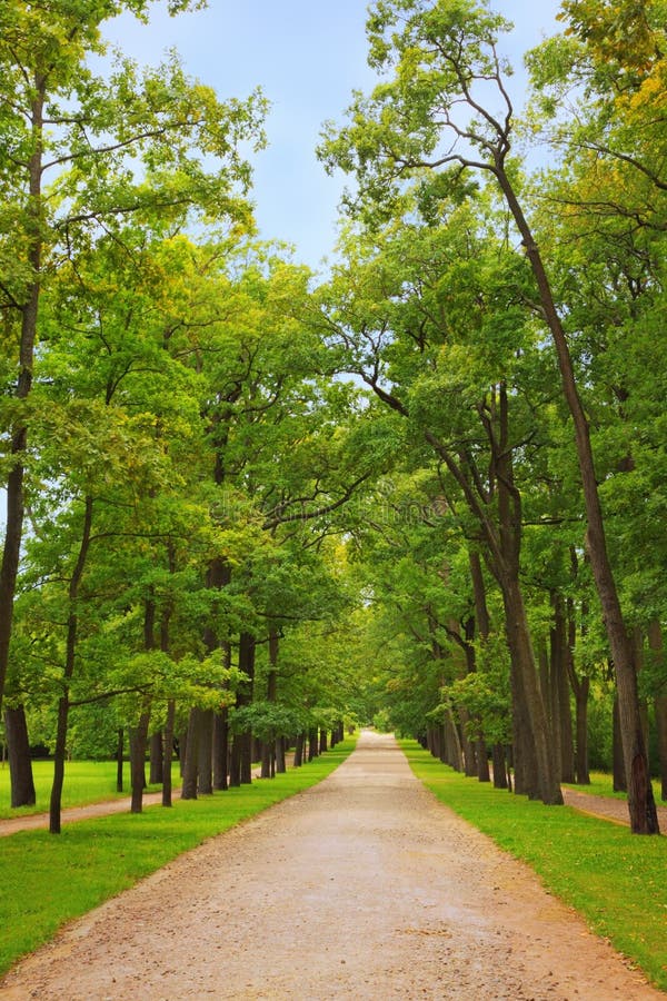 Long Tree Lined Driveway stock photo. Image of gravel - 25915364