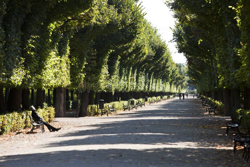 Alley of trees stock image. Image of exercising, boulevard - 17401467