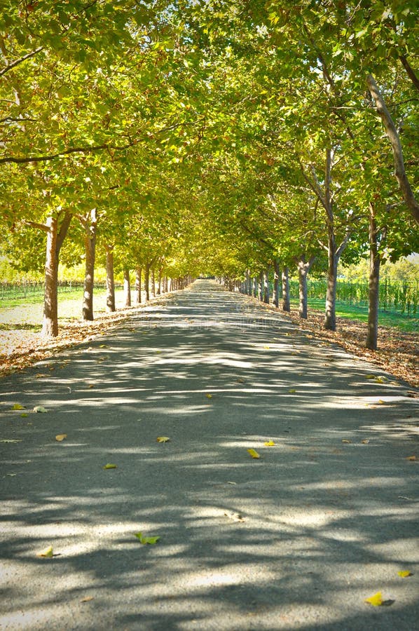Alley of Trees editorial photography. Image of perspective - 23563697