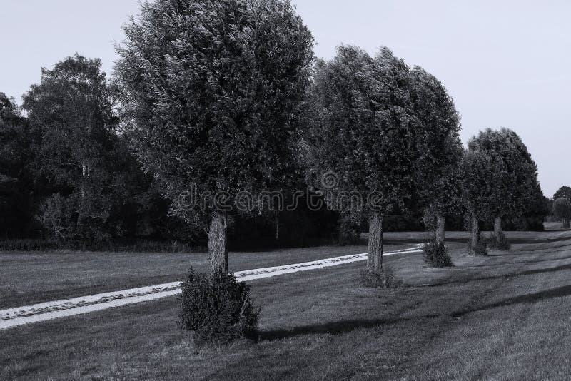Alley Of Trees In An English Garden Stock Photo - Image of environment ...