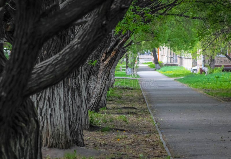 Alley with Trees at the Edges Stock Photo - Image of commitment, beauty ...