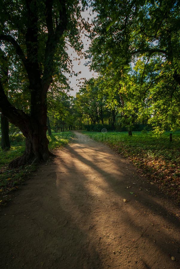 Alley among the Trees in the Evening Park Stock Photo - Image of ...