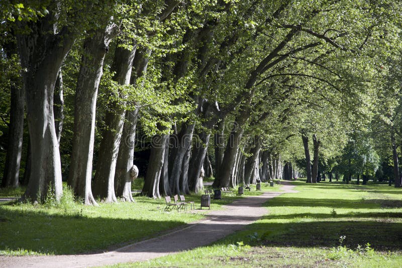 Alley of trees stock image. Image of spring, garbage - 33113847