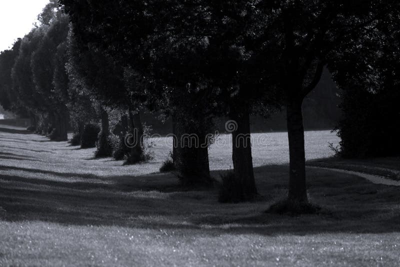Alley Of Trees In An English Garden Stock Photo - Image of environment ...