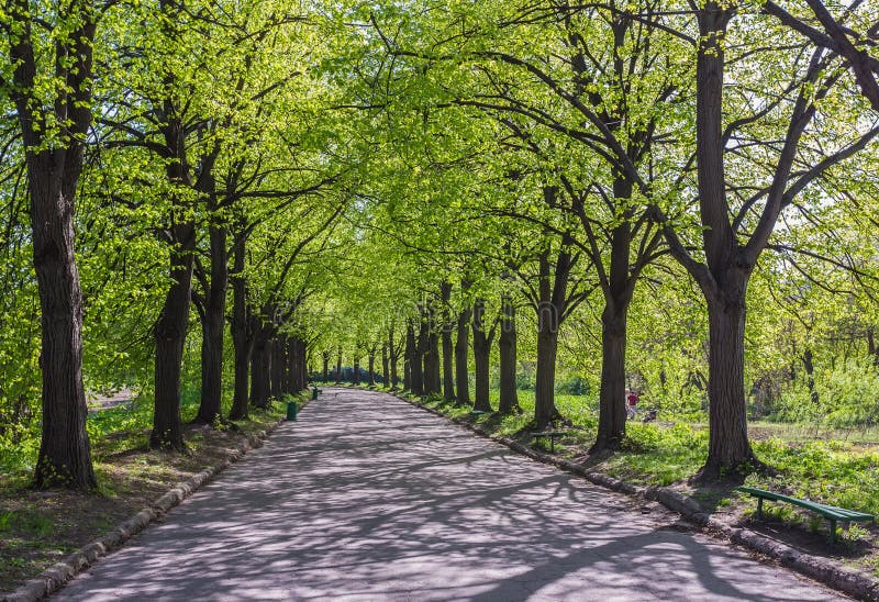 Alley with Trees in the Park Stock Image - Image of carpet, road: 50599319
