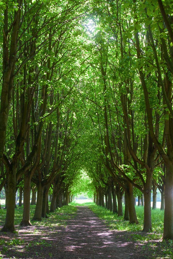 Alley trees in the park stock photo. Image of forest - 250141498