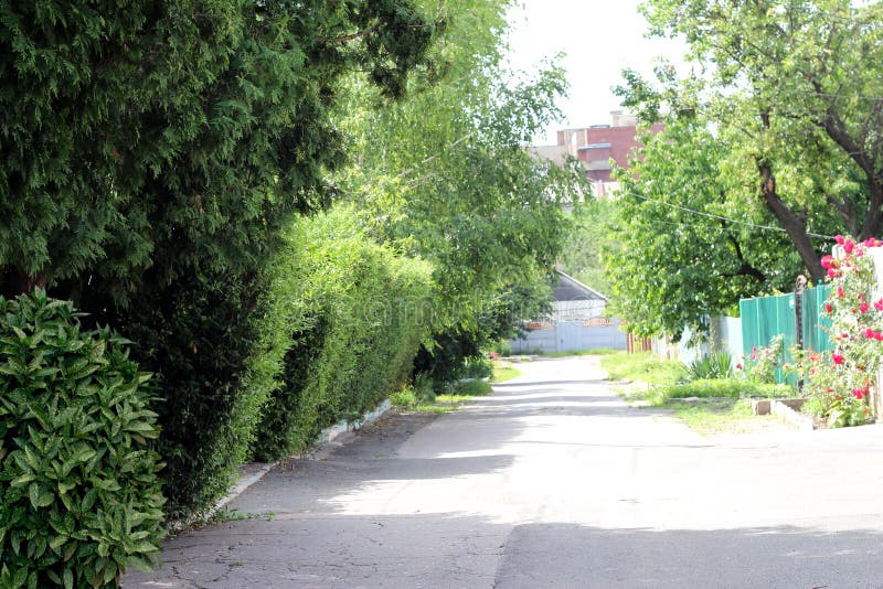 Alley of Trees. the Path between the Plants Stock Image - Image of curb ...
