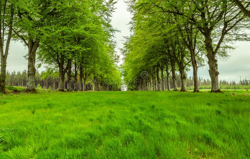 Alley of Trees stock photo. Image of forest, tranquil - 72156236